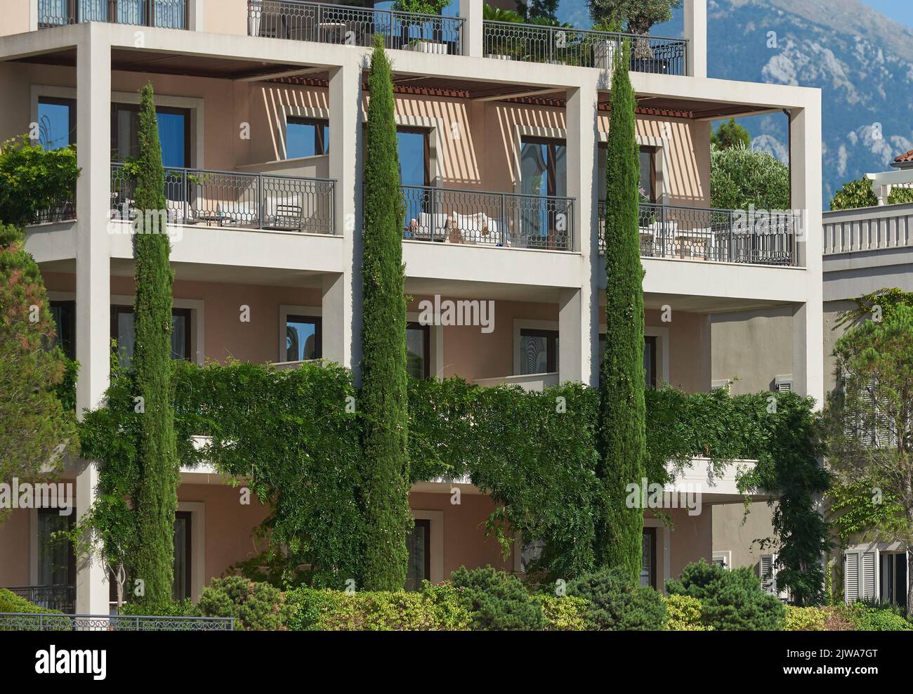 Tall cypress trees grow near a modern building Stock Photo - Alamy