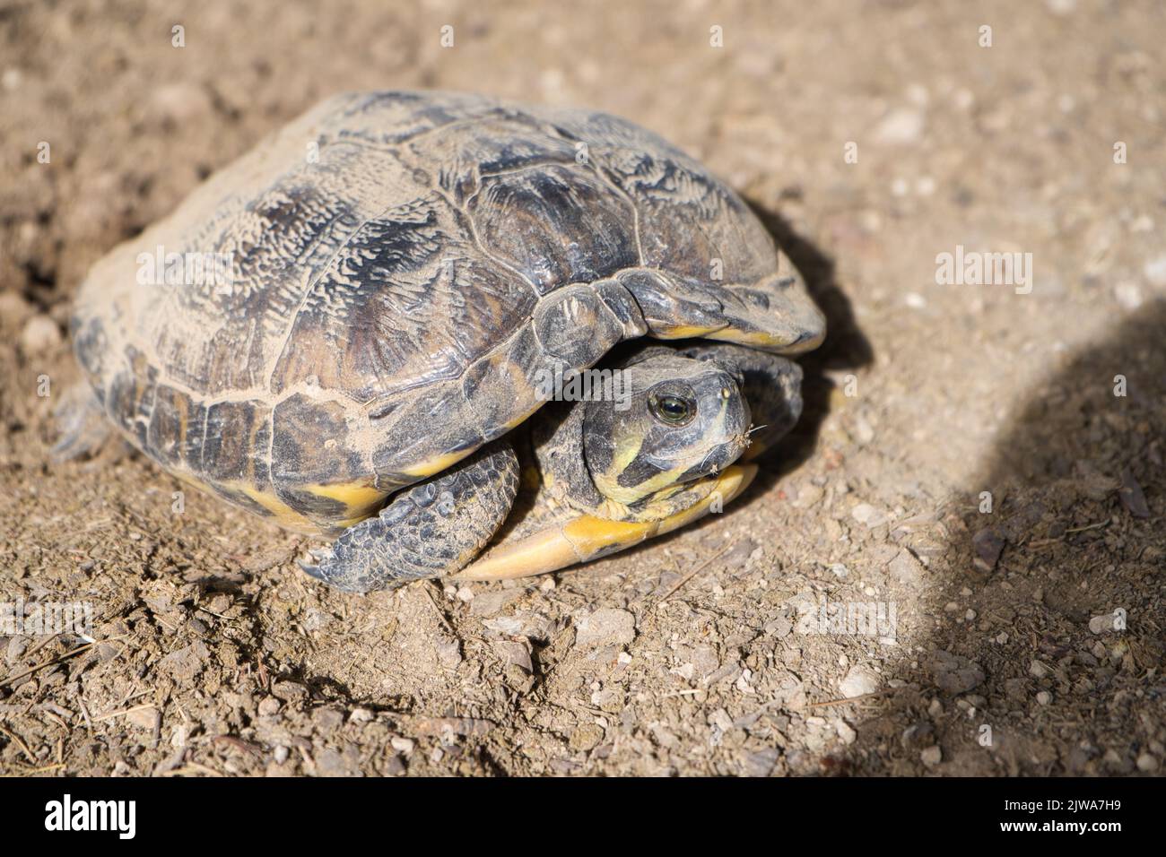 Covered in soil hi-res stock photography and images - Alamy