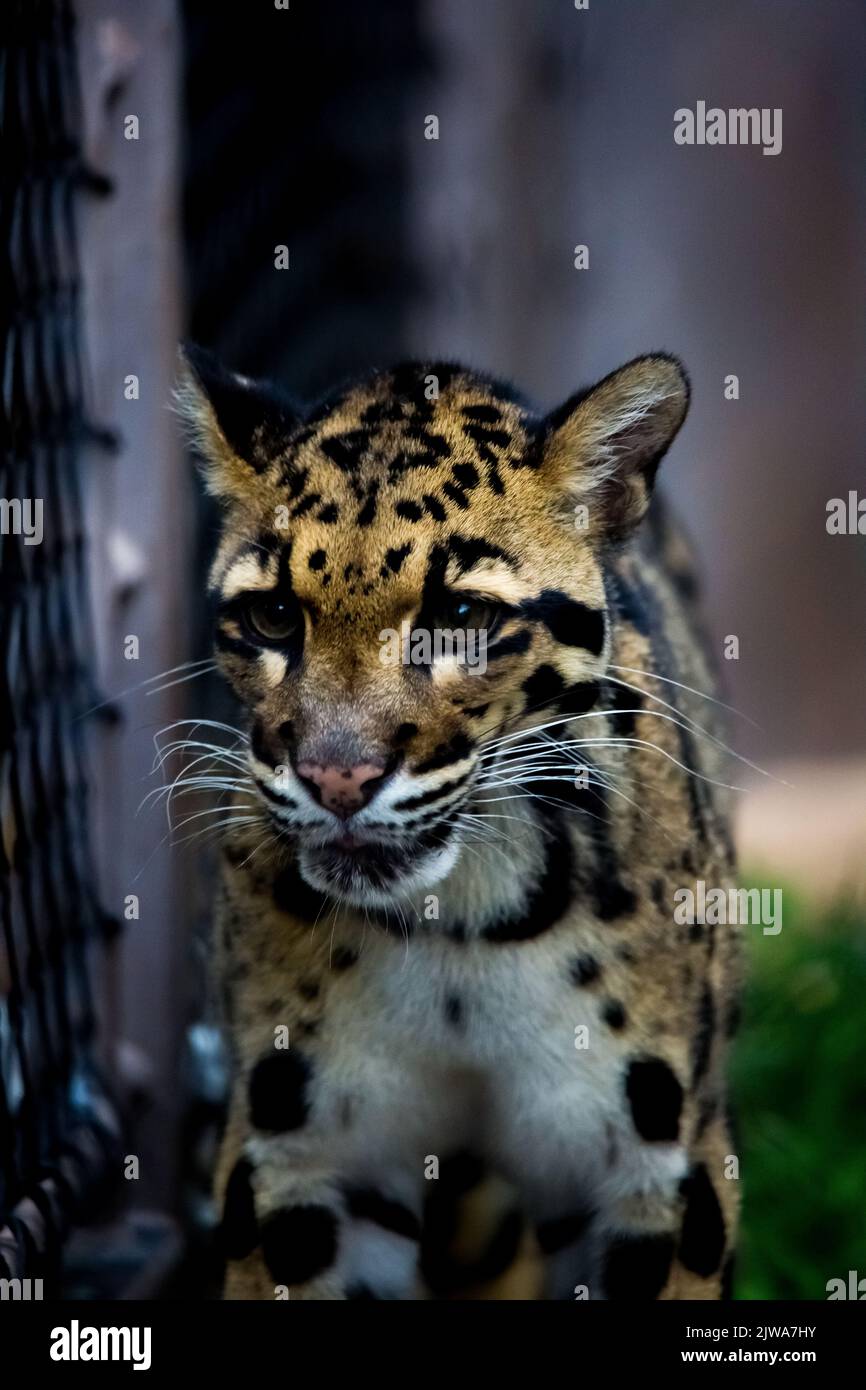 A vertical portrait of a young leopard Stock Photo - Alamy