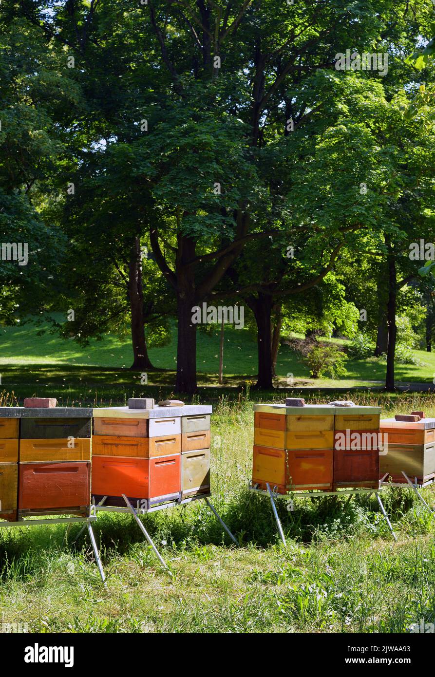 Bees flying in a Park Stock Photo - Alamy