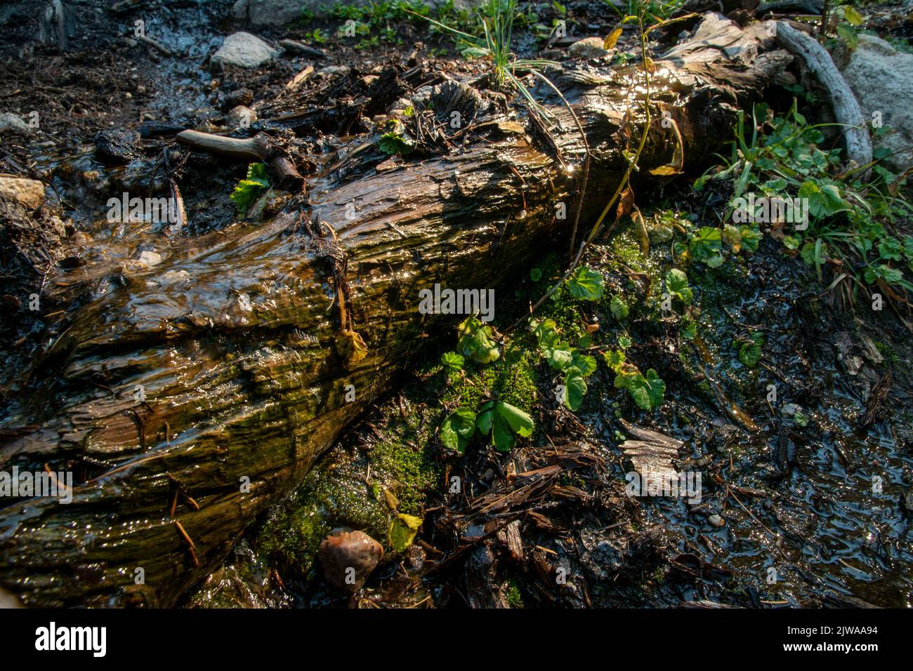 The trail to Upper Cathedral Lake begins in Tuolumne Meadows, in the ...