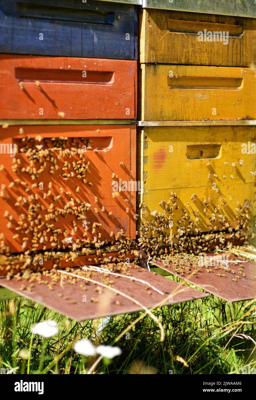 Bee hives sun flowers hi-res stock photography and images - Alamy