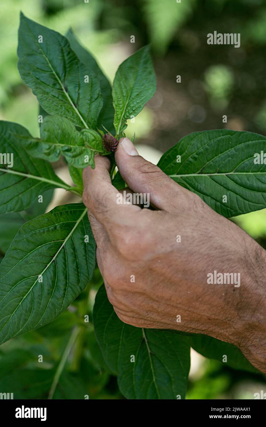 Man working very carefully with plants and vegetables in the garden ...