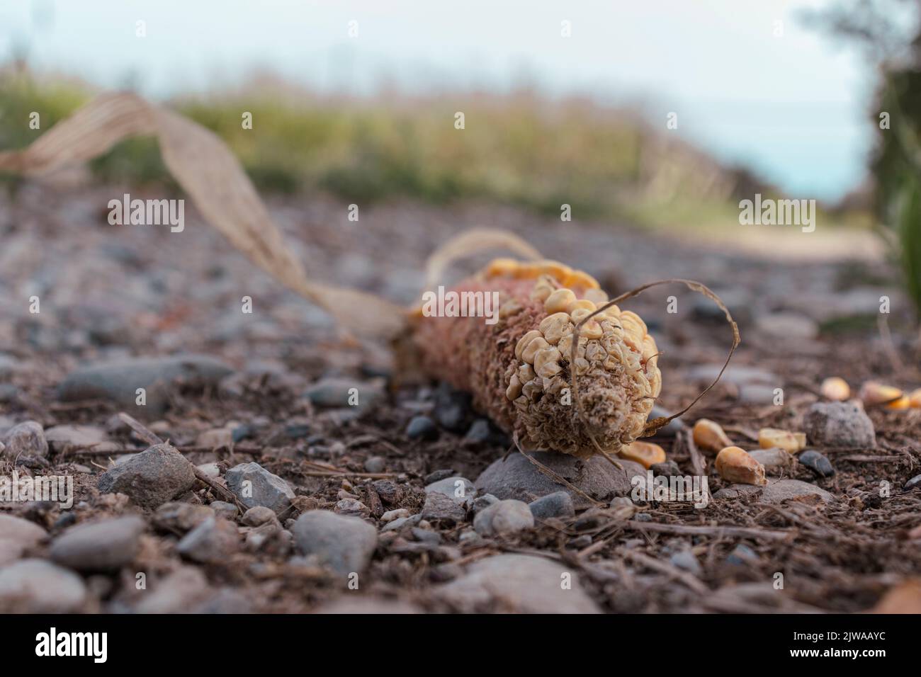 Corn cob on the ground left in the field after harvesting and eaten by ...
