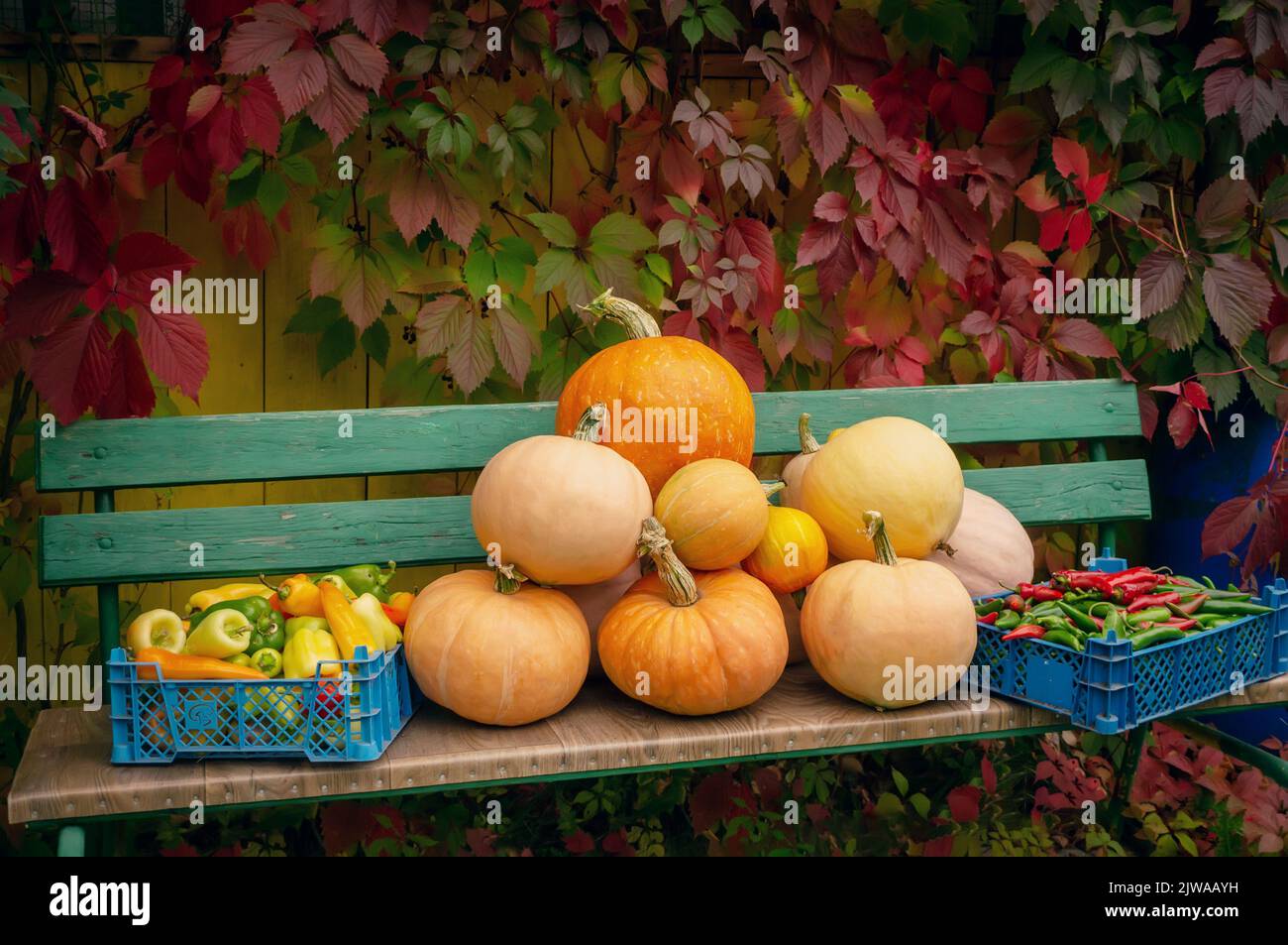 collection of pumpkins of different types and colors with collected ...