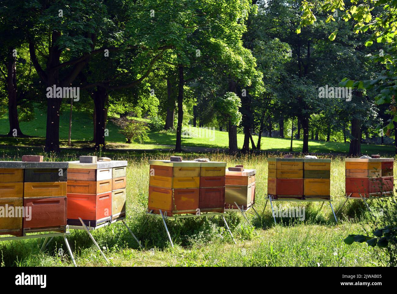 Honey production bee stock in a park outdoor Stock Photo - Alamy