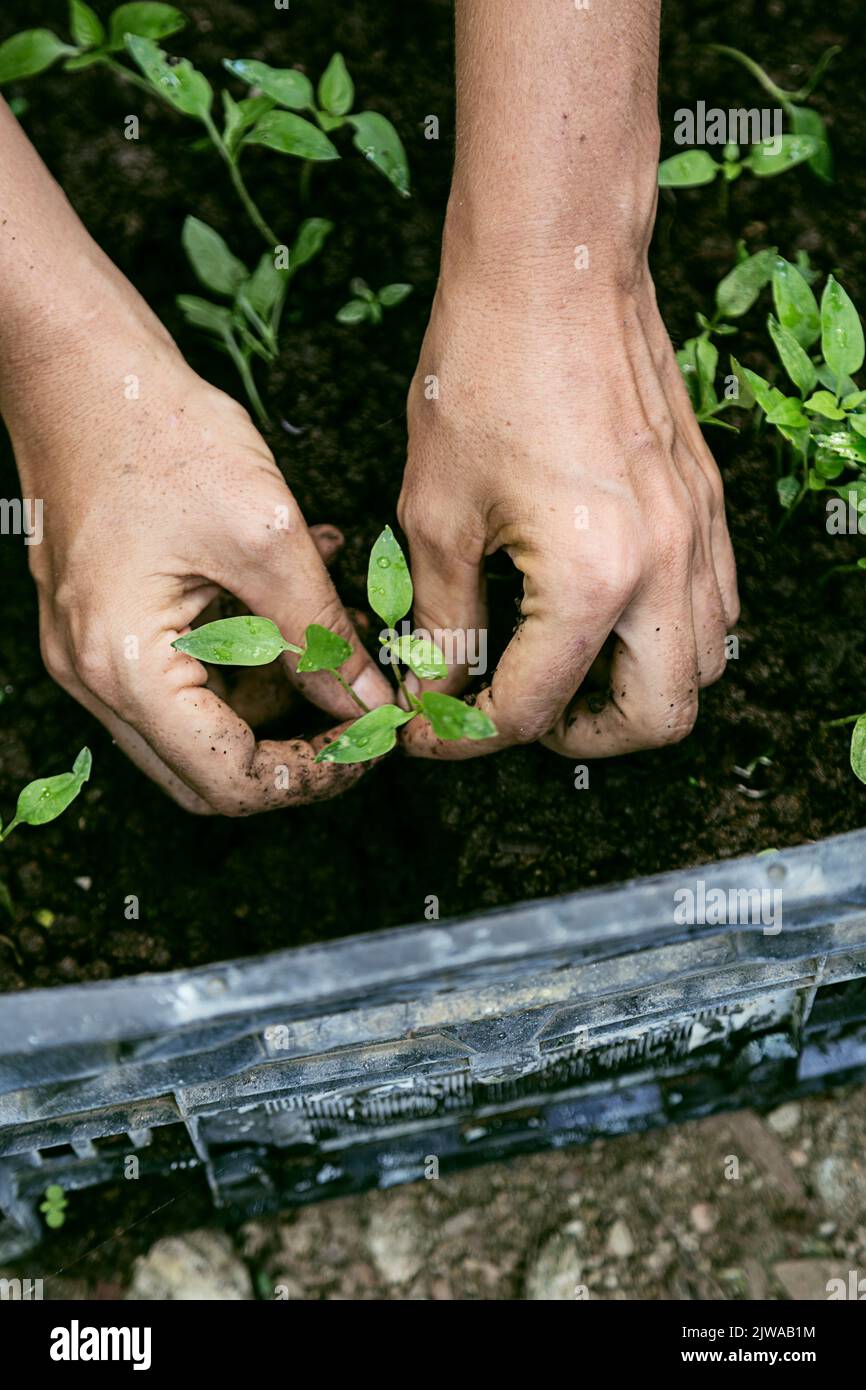 Man working very carefully with plants and vegetables in the garden ...