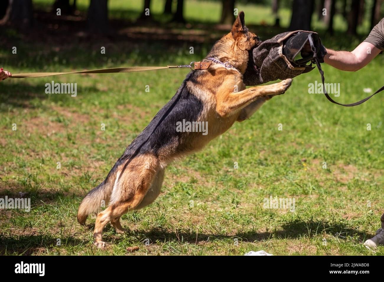 A cowardly German Shepherd in aggression training, with a cynologist ...