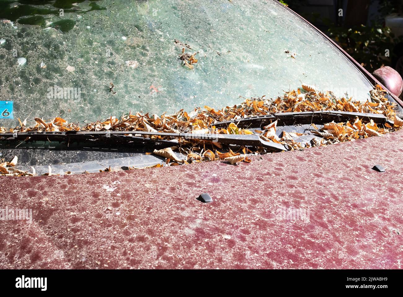 Dust and yellow autumn leaves on the hood of a car Stock Photo - Alamy