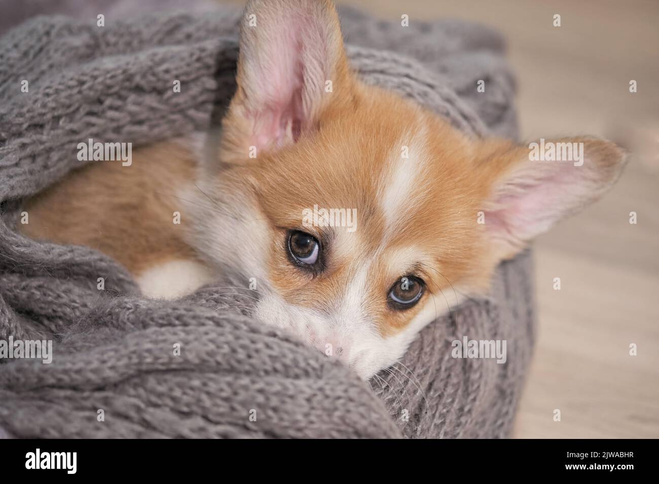 adorable little puppy corgi Stock Photo - Alamy