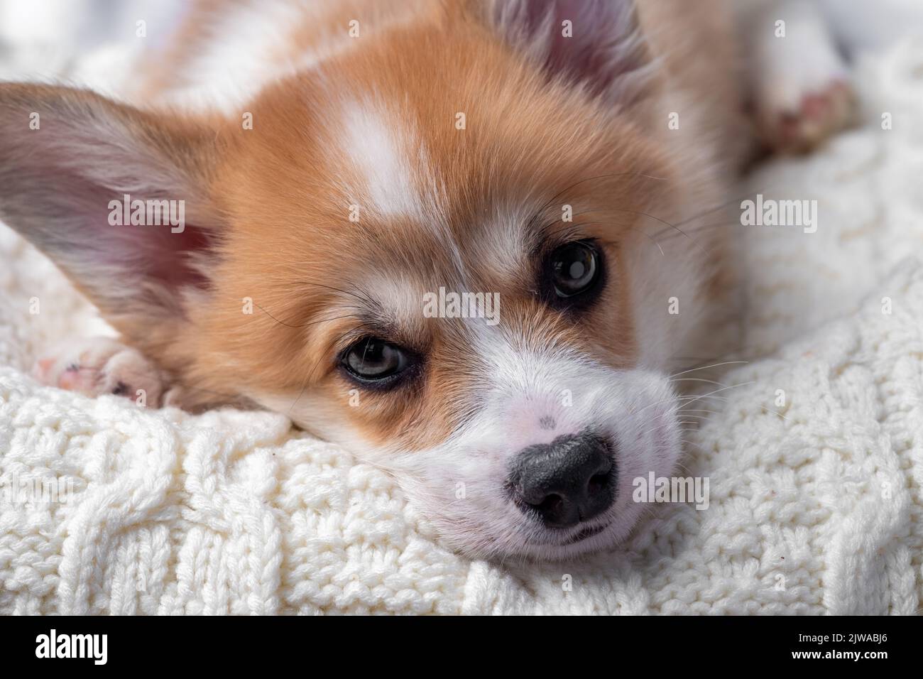 adorable little puppy corgi Stock Photo - Alamy