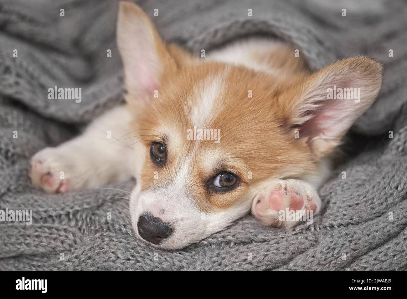 adorable little puppy corgi Stock Photo - Alamy