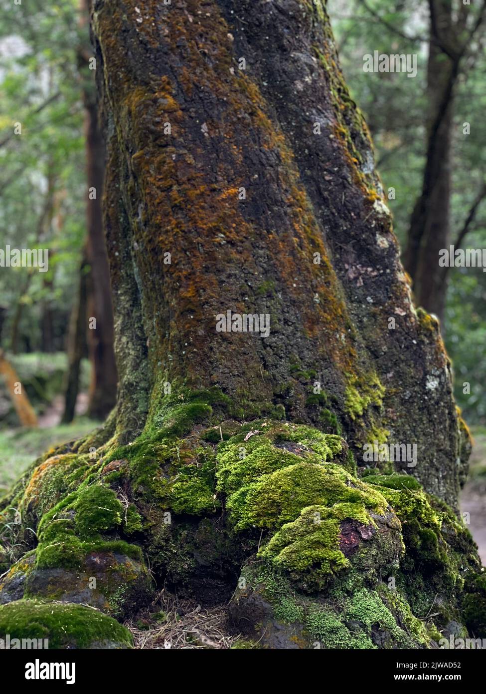 The moss growing on tree roots in Indonesia rainforest Stock Photo - Alamy