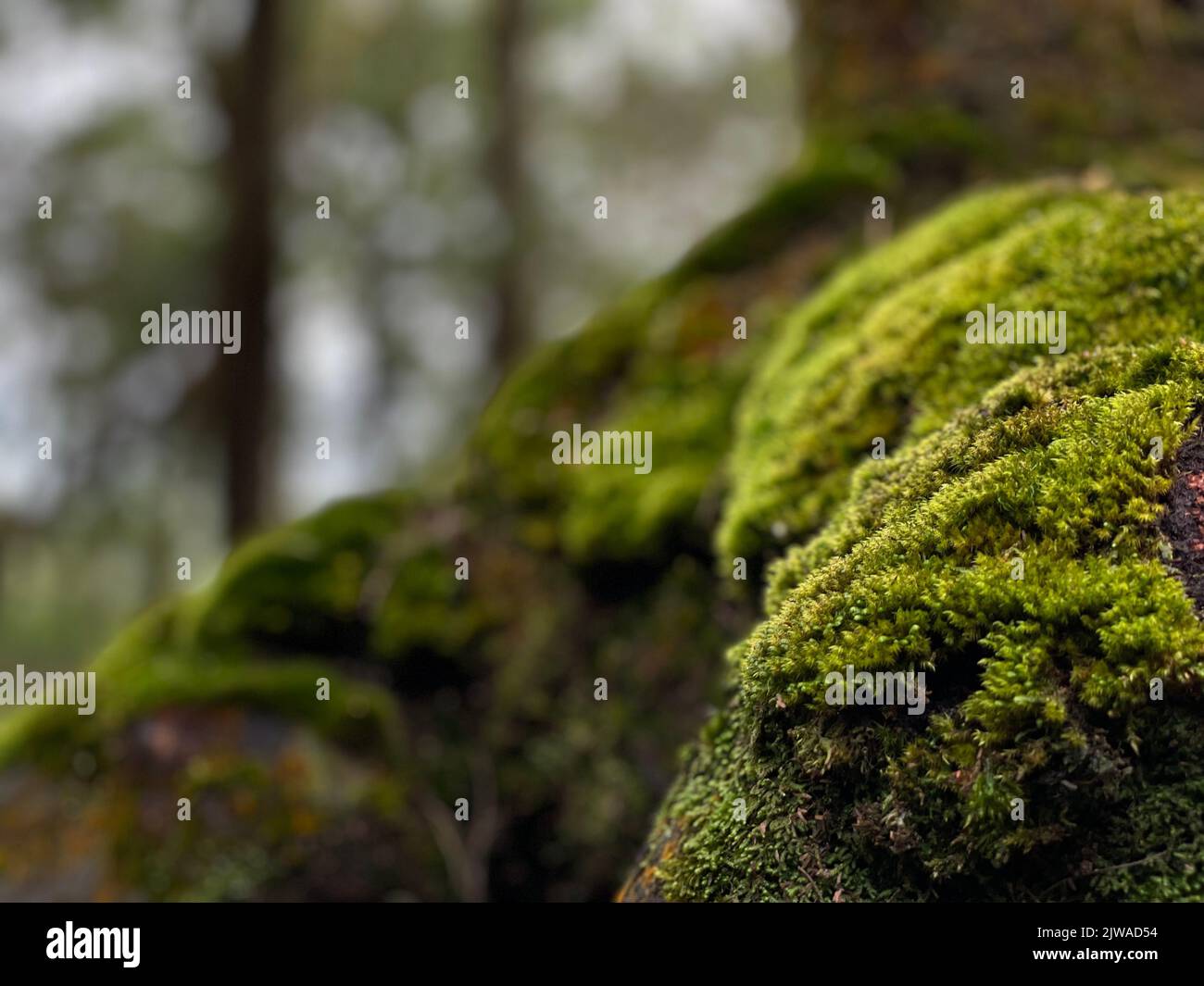 The moss growing on tree roots in Indonesia rainforest Stock Photo - Alamy
