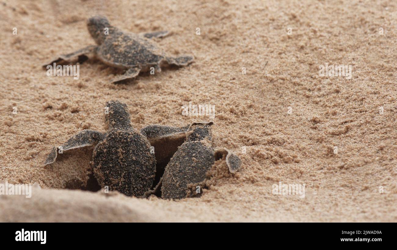 Multiple Loggerhead baby sea turtles hatching at a turtle farm in ...