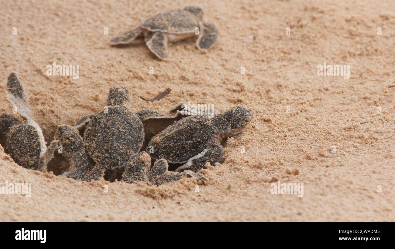 Multiple Loggerhead baby sea turtles hatching at a turtle farm in ...