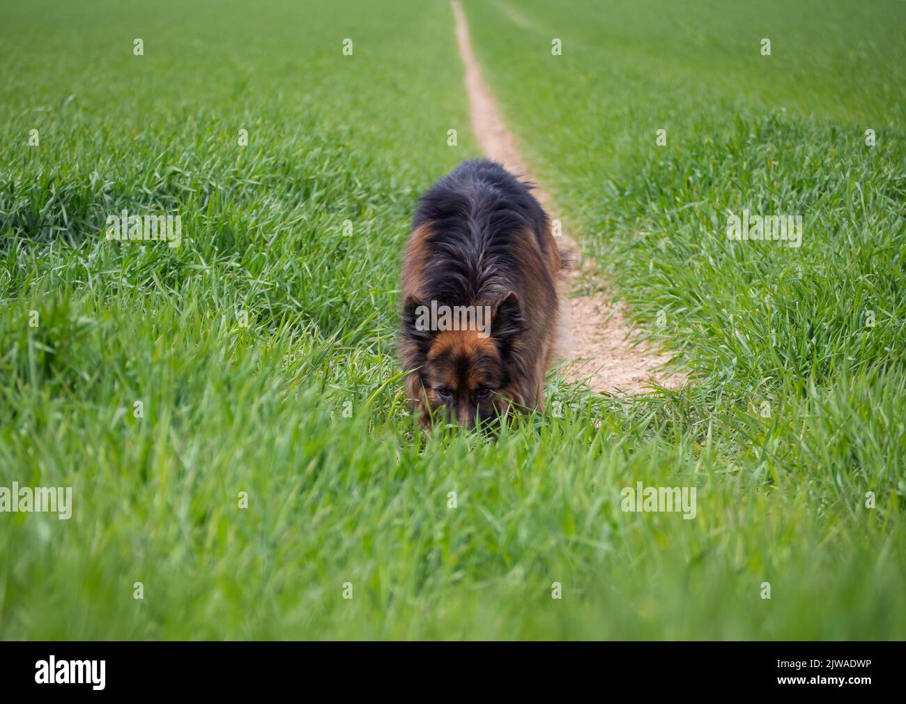 An adorable german shepherd dog playing in an agricultural land Stock ...