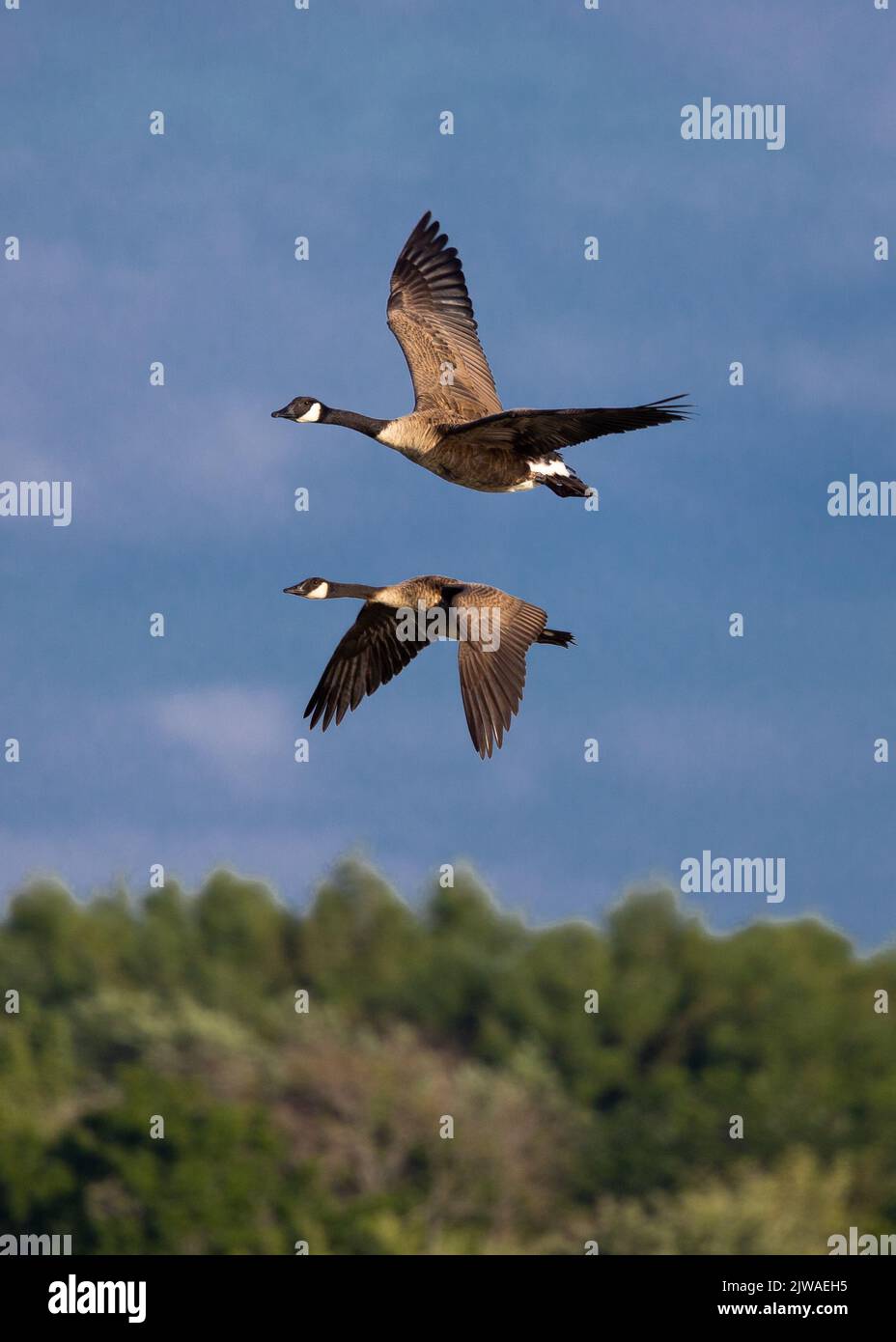 Canada geese beautiful bird image hi-res stock photography and images ...