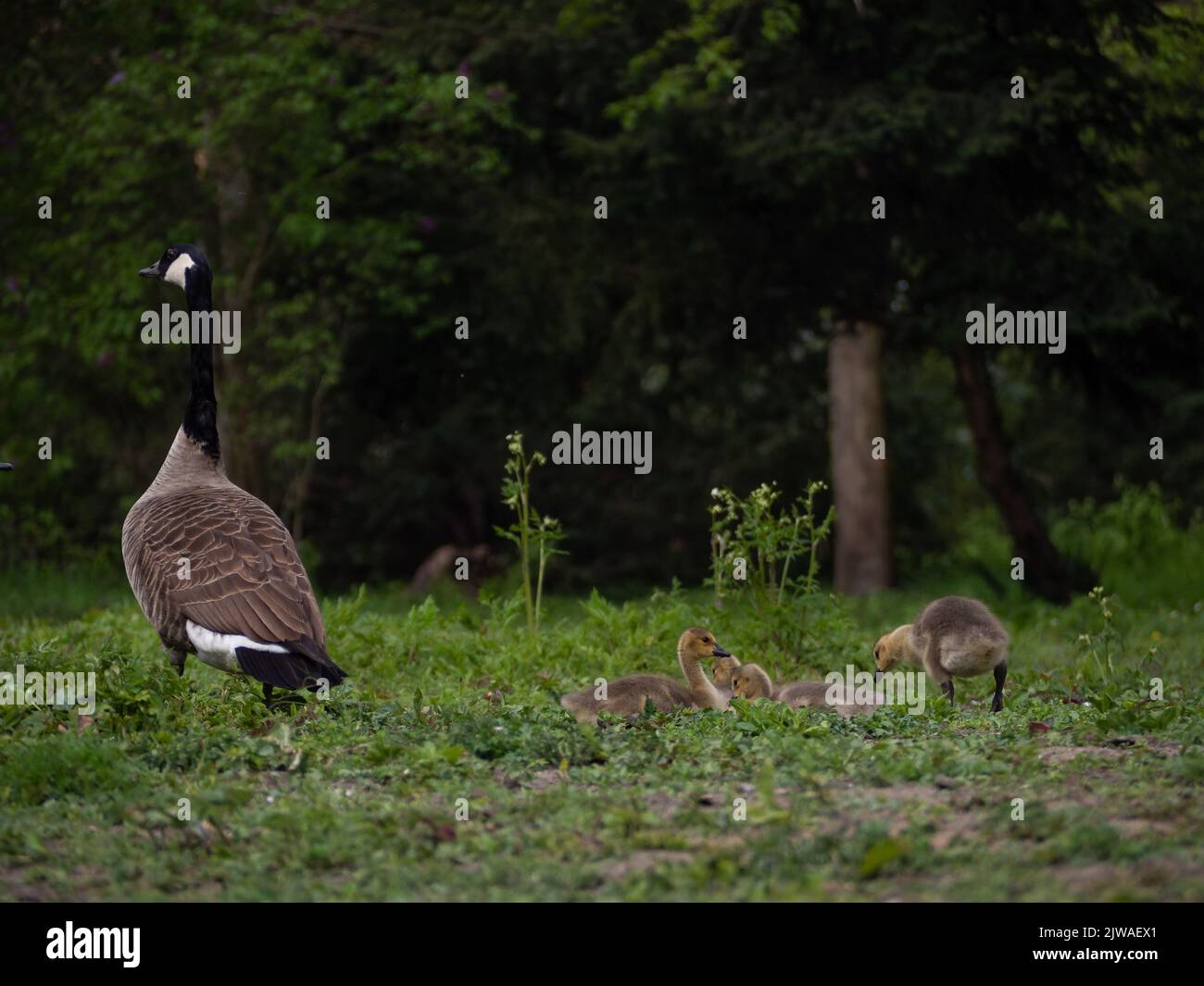 A group of big and little geese looking for food in a forested area ...