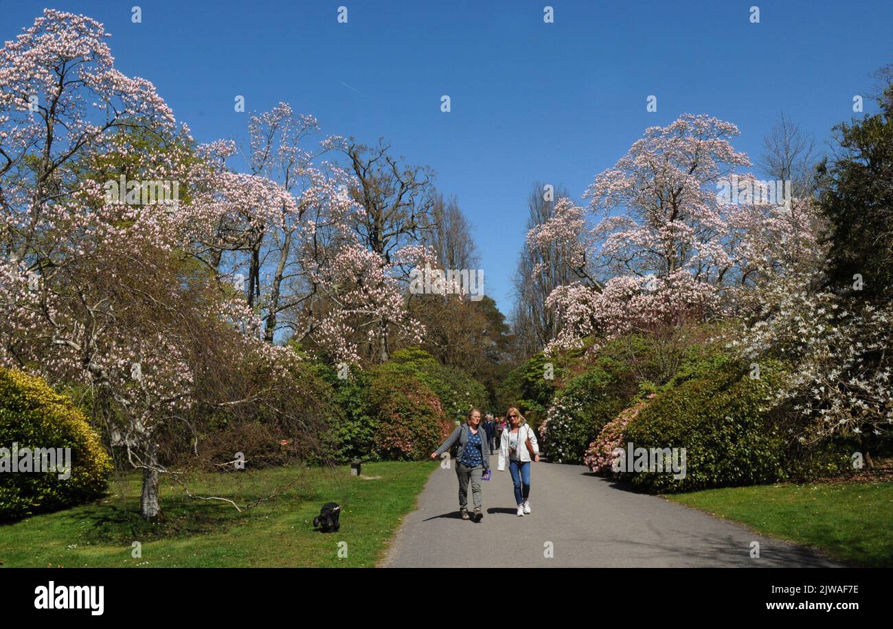 GLORIOUS SUNSHINE AND A BURST OF SPRING COLOUR GREETED VISITORS TIO ...