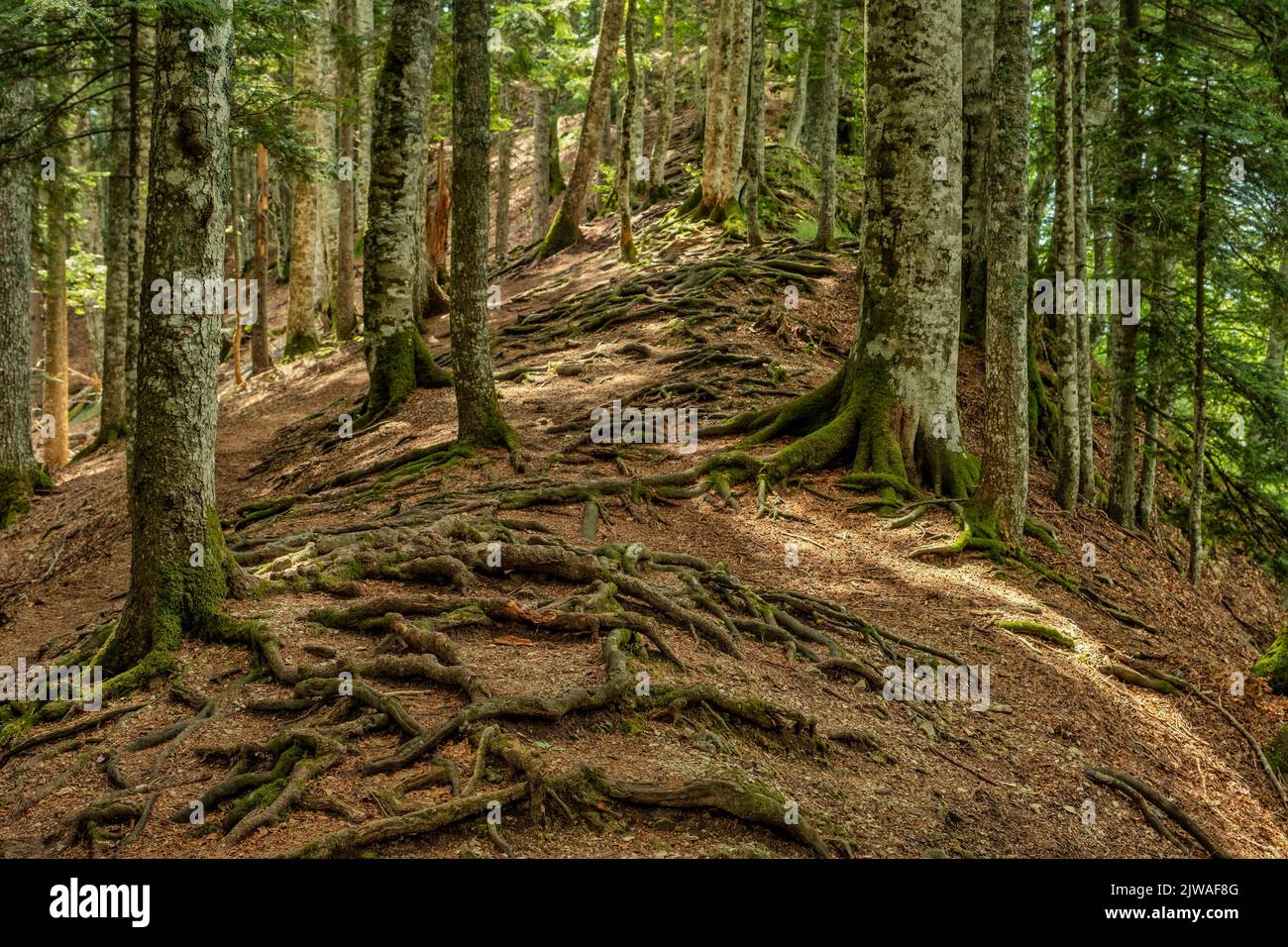 Tree with twisted roots in forest hi-res stock photography and images ...