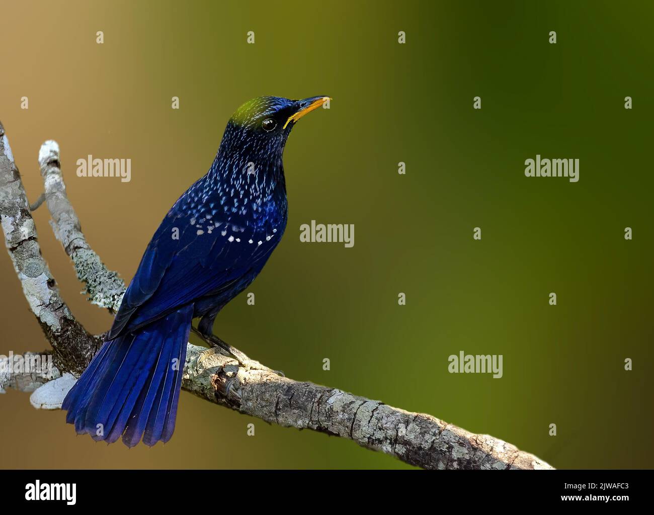 A common starling sitting on a tree branch in a bokeh background Stock ...