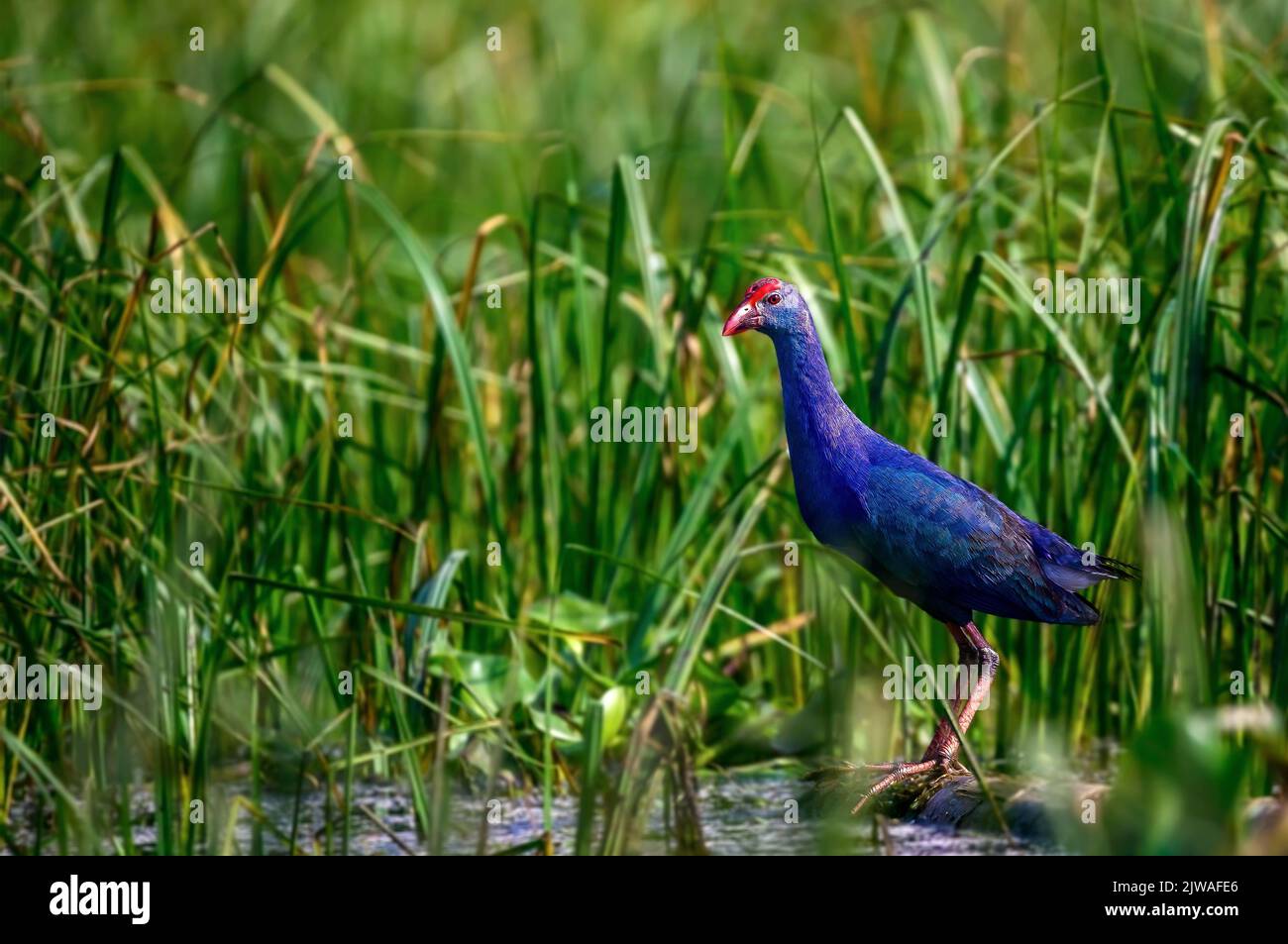 Grey headed swamphen species hi-res stock photography and images - Alamy