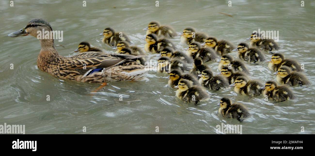 A MALLARD DUCK IS IN LINE FOR A PLACE IN THE RECORD BOOKS AFTER ...