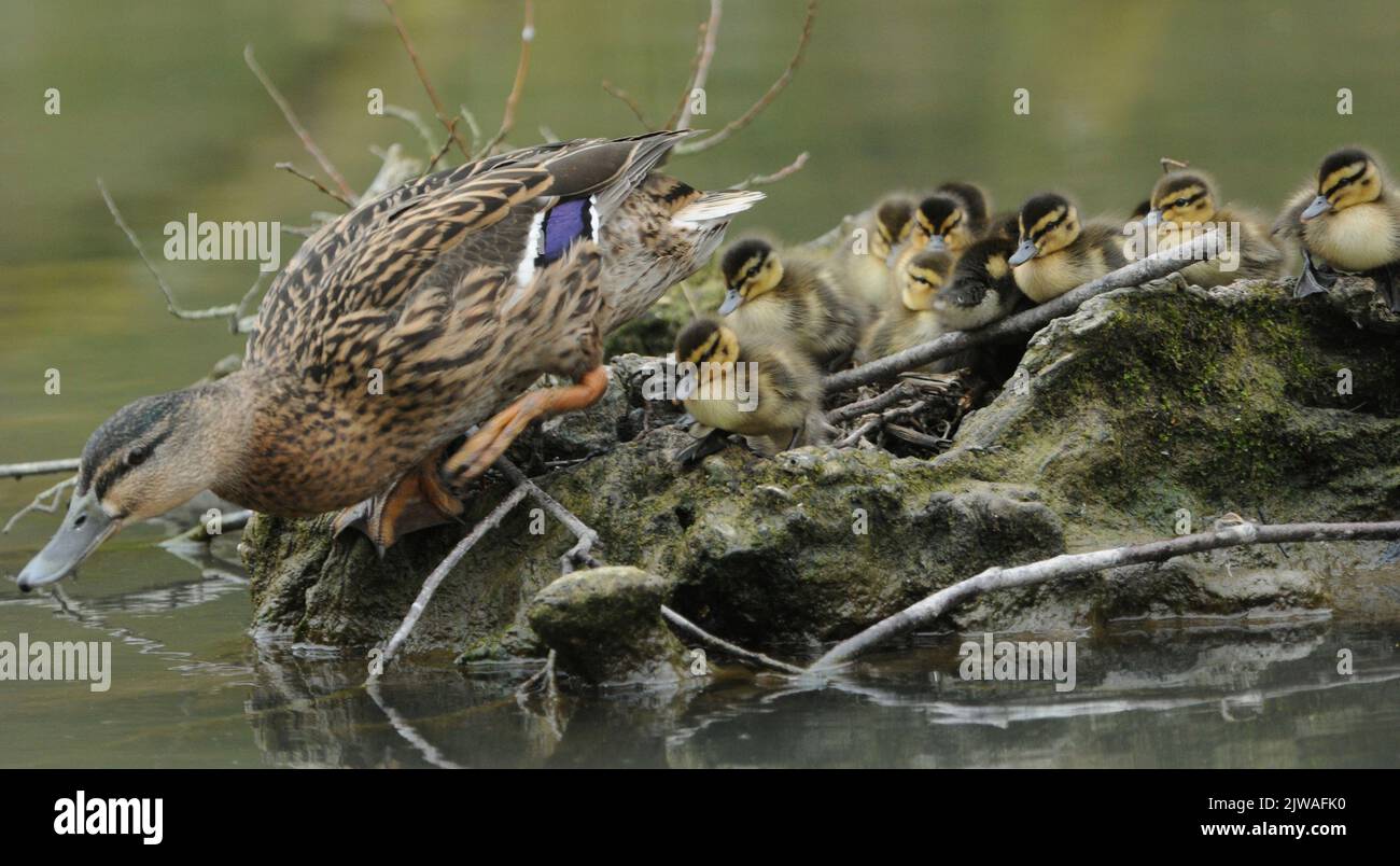 A MALLARD DUCK IS IN LINE FOR A PLACE IN THE RECORD BOOKS AFTER ...