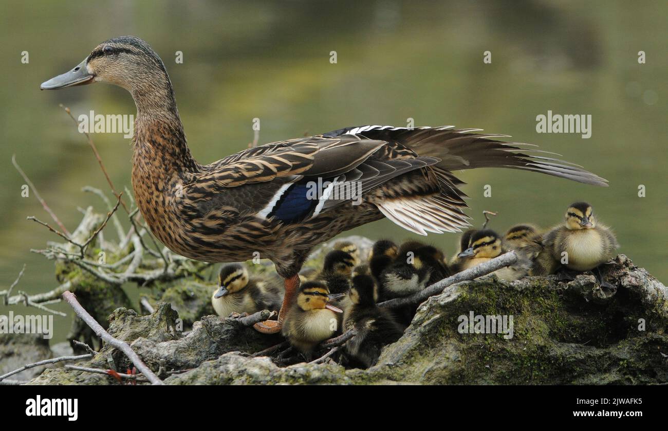 A MALLARD DUCK IS IN LINE FOR A PLACE IN THE RECORD BOOKS AFTER ...