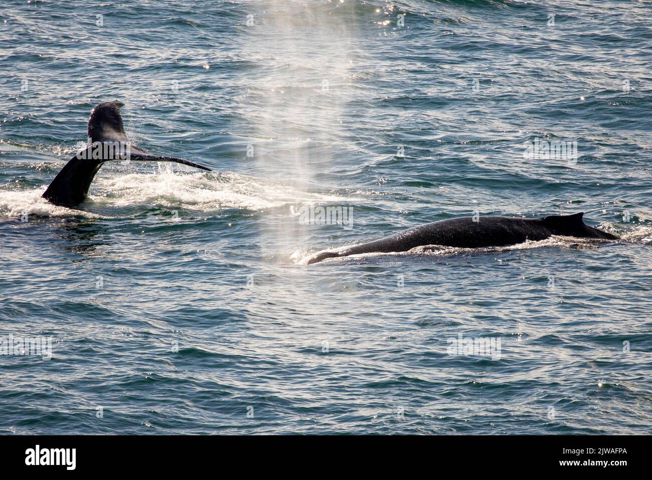 Hump and tails of humpback whale off coastal Alaska in Chukchi Sea ...
