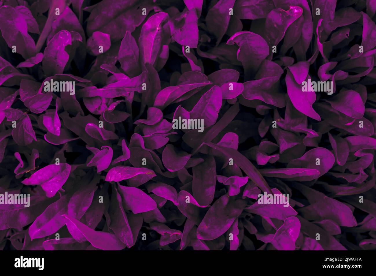 Colorful Purple Leaves, Artificial Plant Texture Background Stock Photo ...