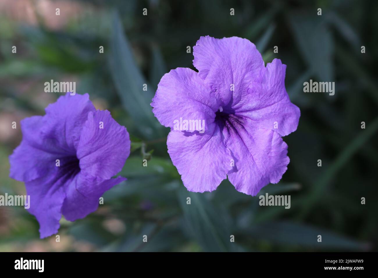 This purple and violet color flower the Ruellia Angustifolia is also ...