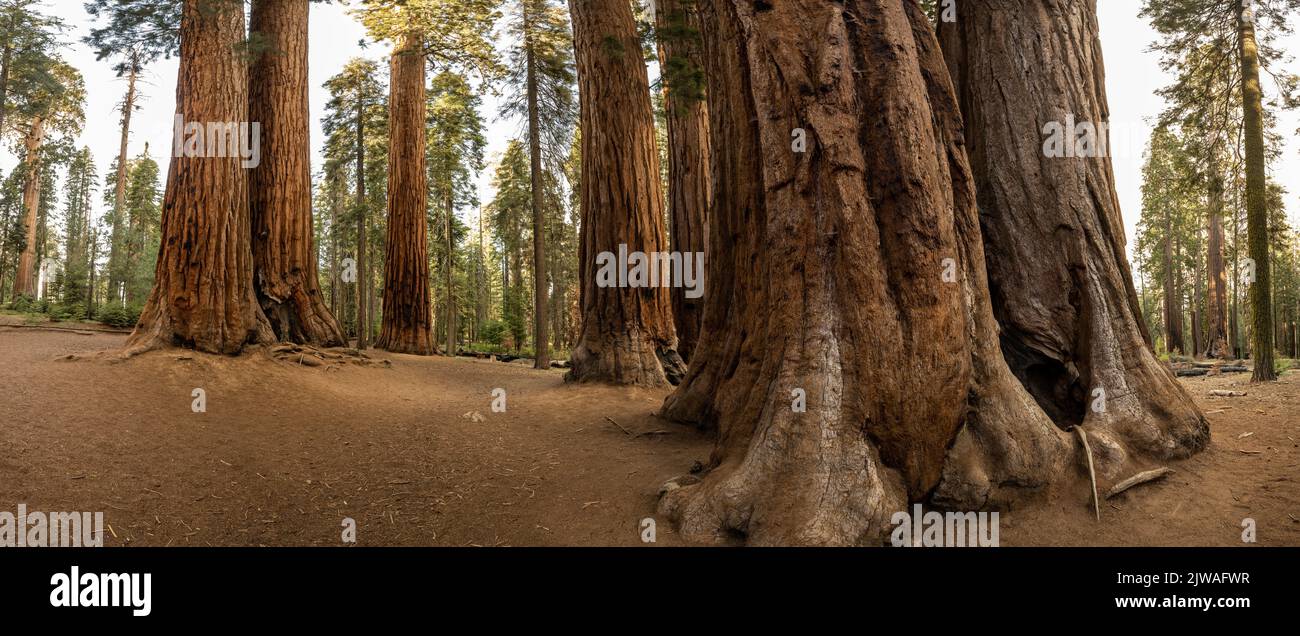 Towering giant sequoias hi-res stock photography and images - Alamy