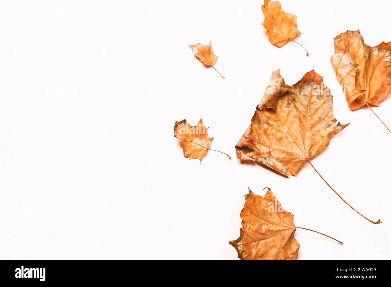 Minimalist flat autumn tree Cut Out Stock Images & Pictures - Alamy