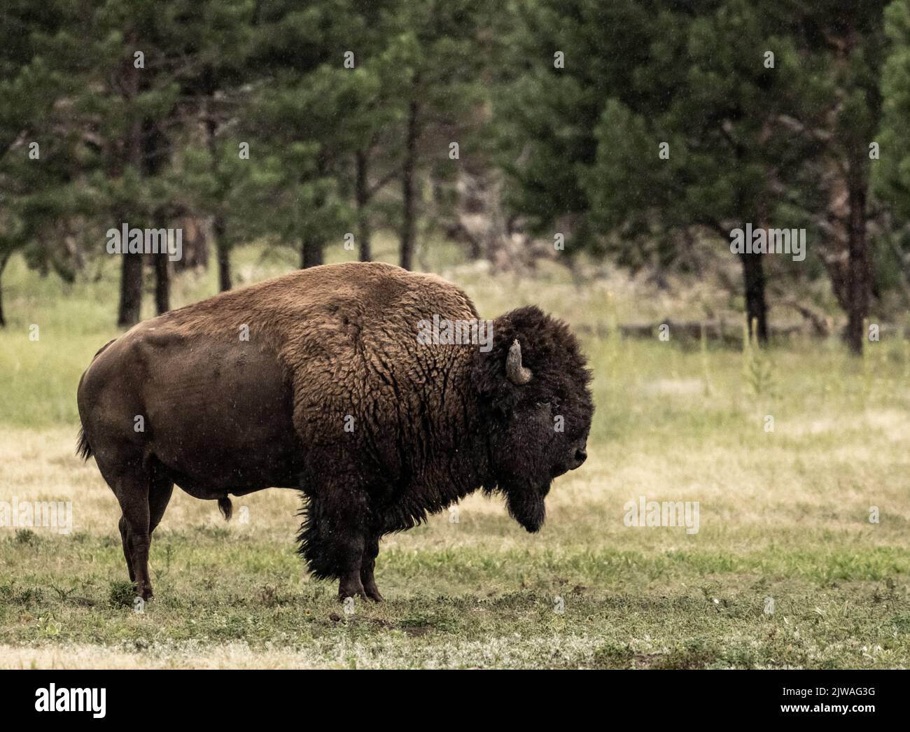 Wind cave national park forest hi-res stock photography and images - Alamy