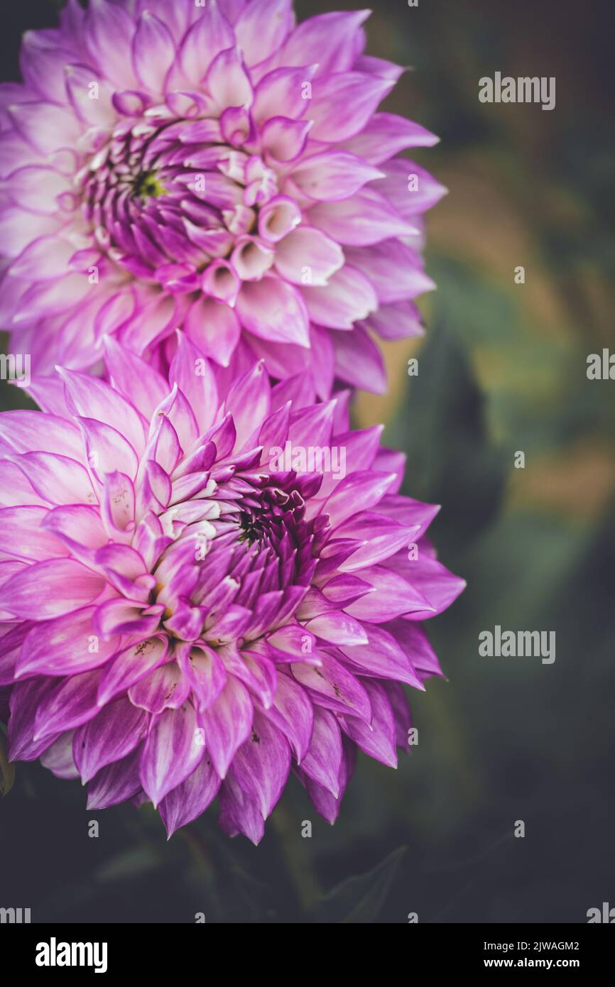 Seasonal purple/pink coloured pom pom Dahlias in full bloom at 'Dahlia ...