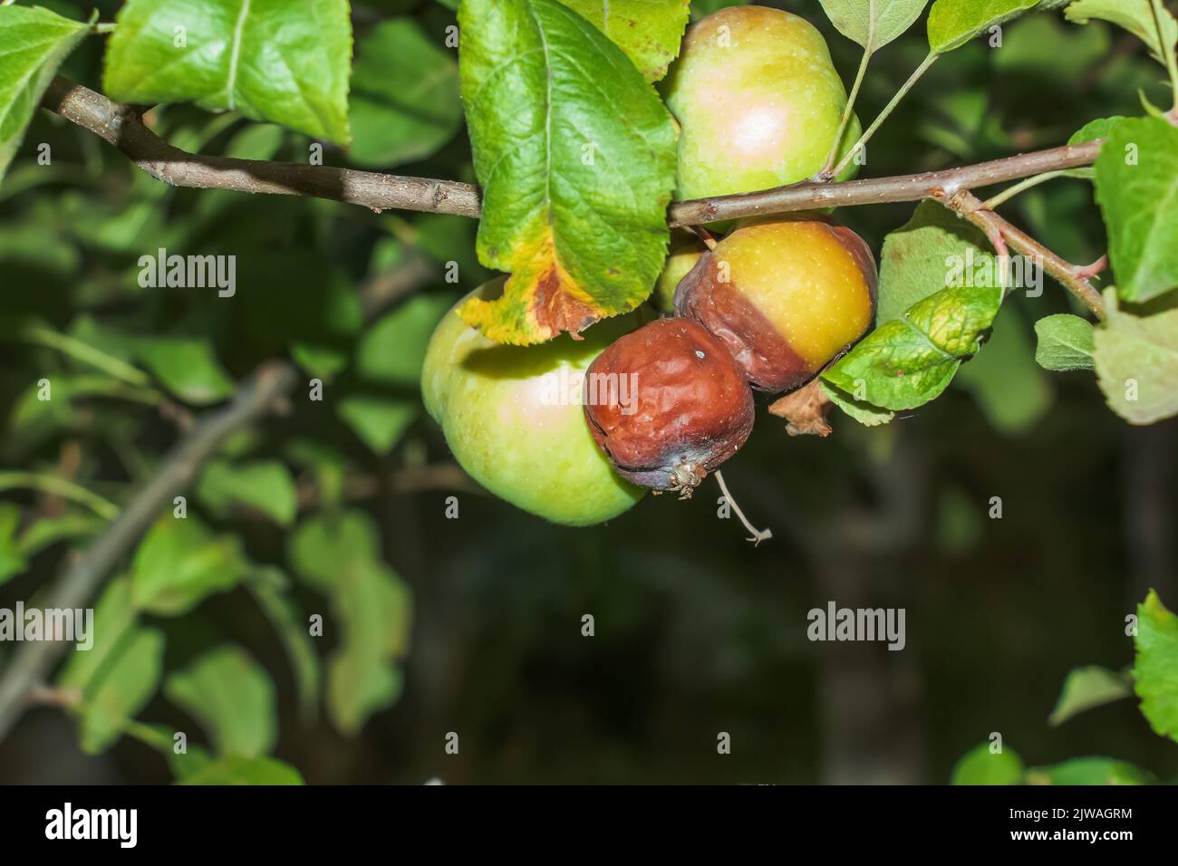 Branch of an apple tree with rotten apples. Problem with diseases and ...