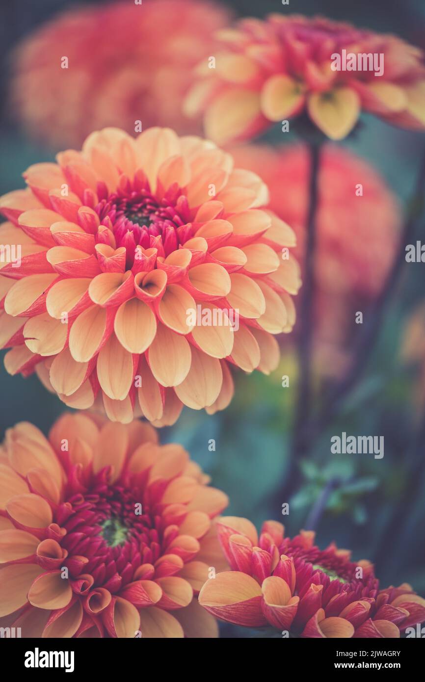 Seasonal orange pom pom Dahlias in full bloom at 'Dahlia Beach' flower ...