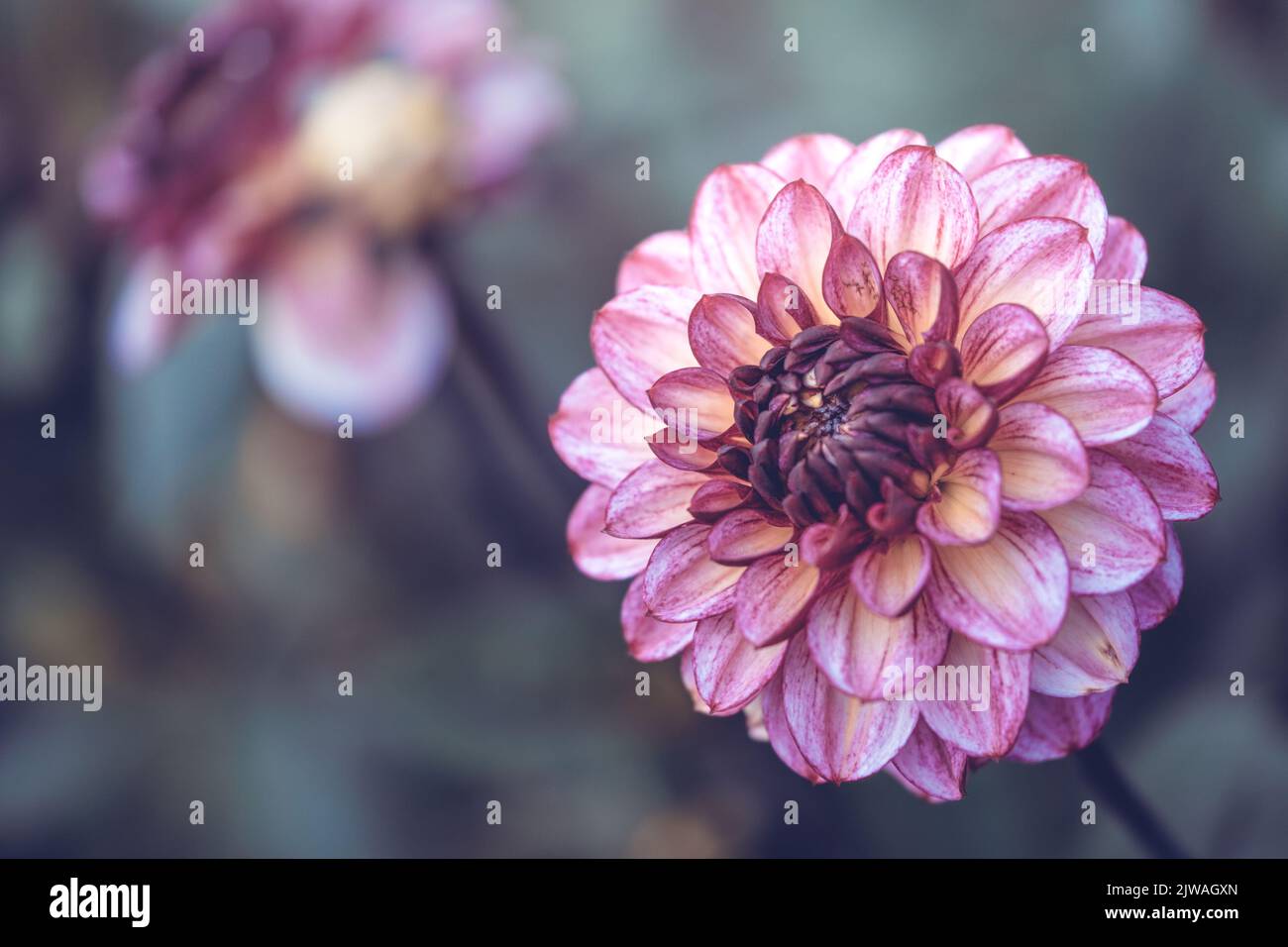 Seasonal purple/pink coloured pom pom Dahlias in full bloom at 'Dahlia ...