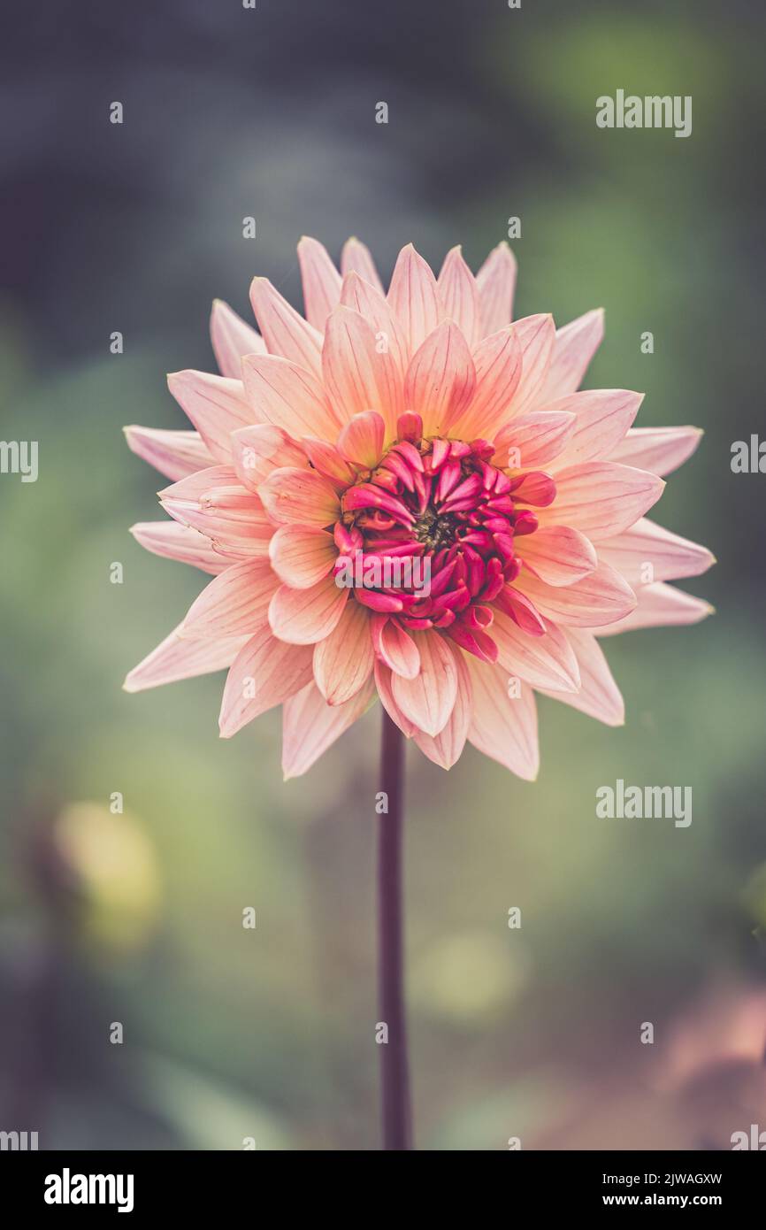 Seasonal pom pom and other variety types of Dahlias in full bloom at ...