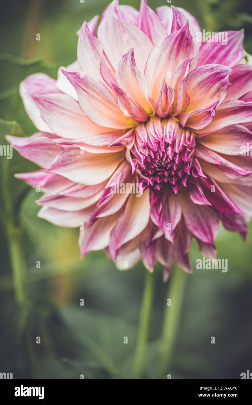 Seasonal pom pom and other variety types of Dahlias in full bloom at ...