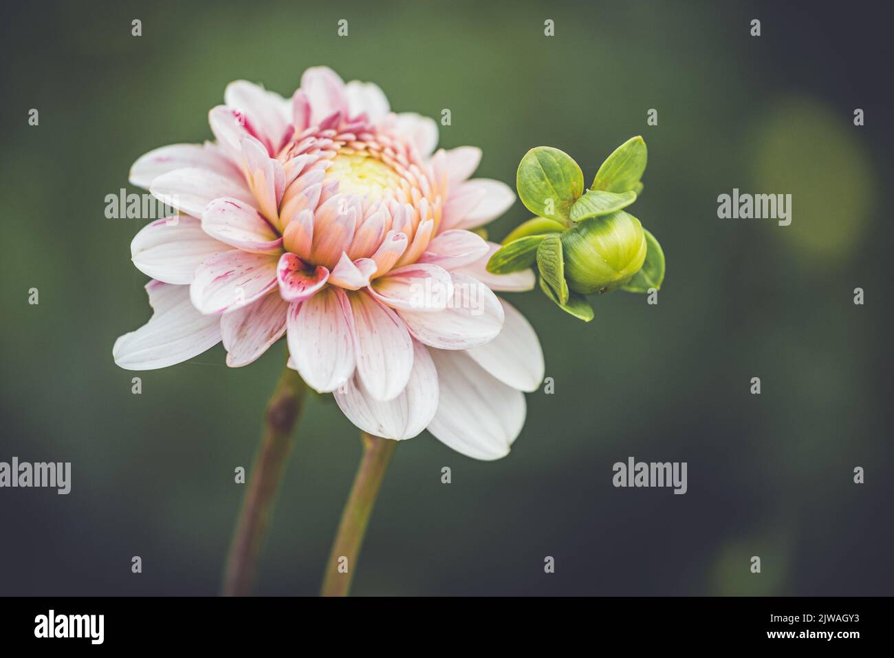 Dahlia growers hi-res stock photography and images - Alamy