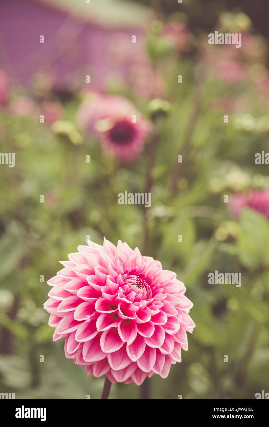 Seasonal purple/pink coloured pom pom Dahlias in full bloom at 'Dahlia ...