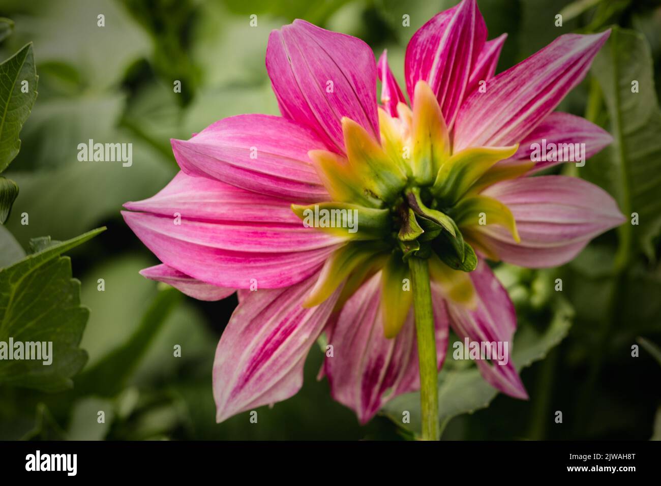 Seasonal pom pom and other variety types of Dahlias in full bloom at ...