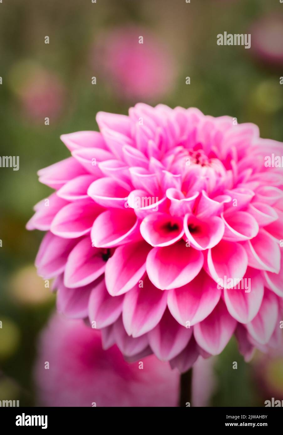 Seasonal purple/pink coloured pom pom Dahlias in full bloom at 'Dahlia ...