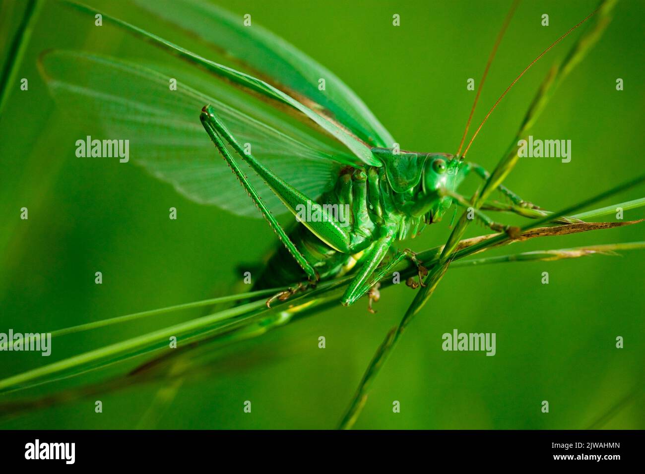 A closeup of large green grasshopper sitting on grass in farmer's field ...
