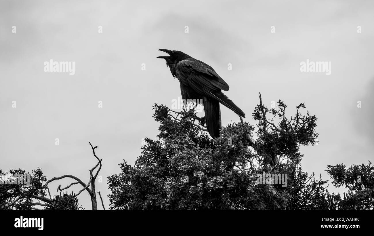 Arms in the sky Black and White Stock Photos & Images - Alamy