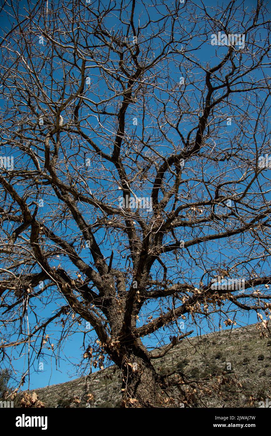 Huge old oak tree with no leaves on Stock Photo - Alamy