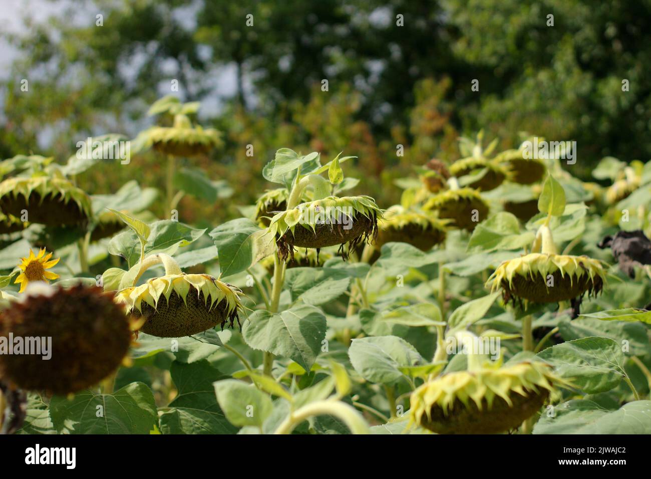 Field of ripe sunflowers hi-res stock photography and images - Alamy